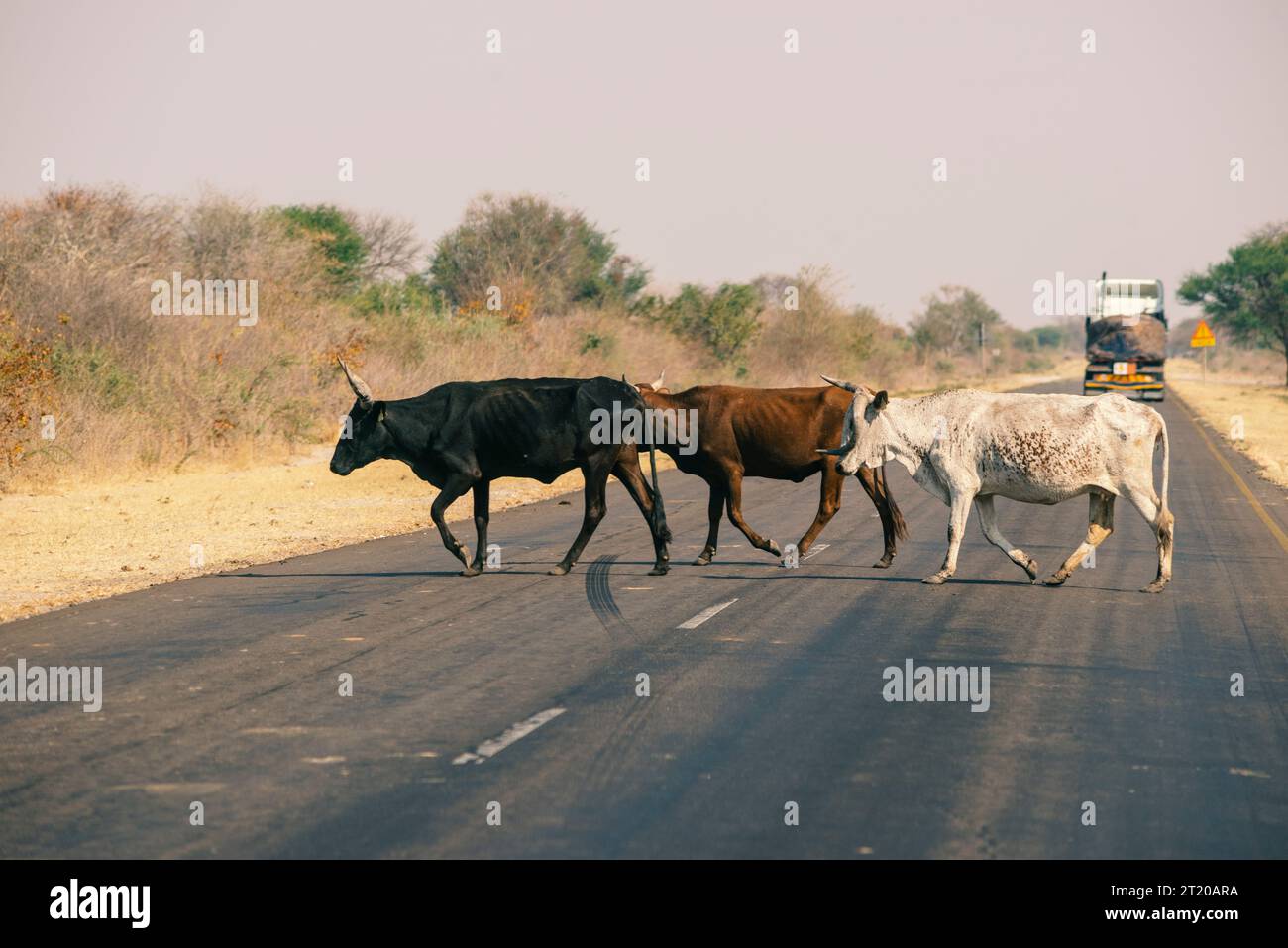 village cows crossing the highway in Caprivi, Namibia Stock Photo - Alamy