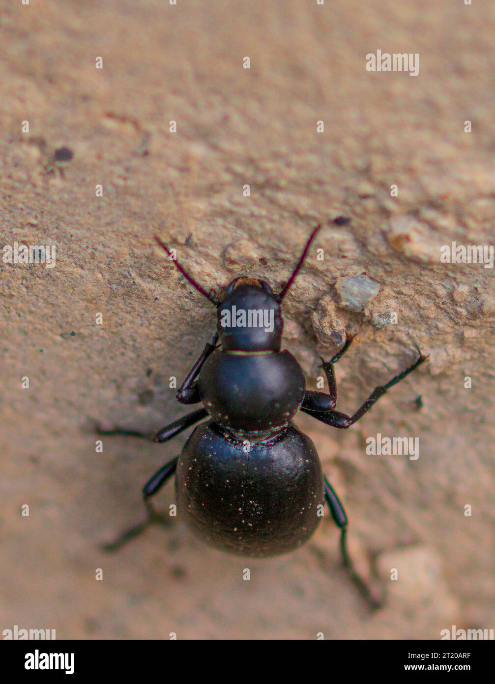 Tentyriini hi-res stock photography and images - Alamy