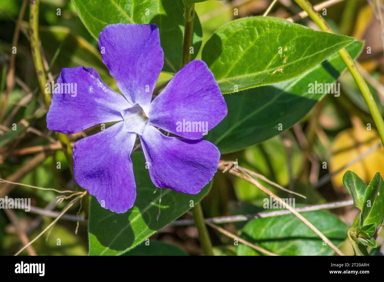 Vinca major, Greater Periwinkle Flower Stock Photo - Alamy