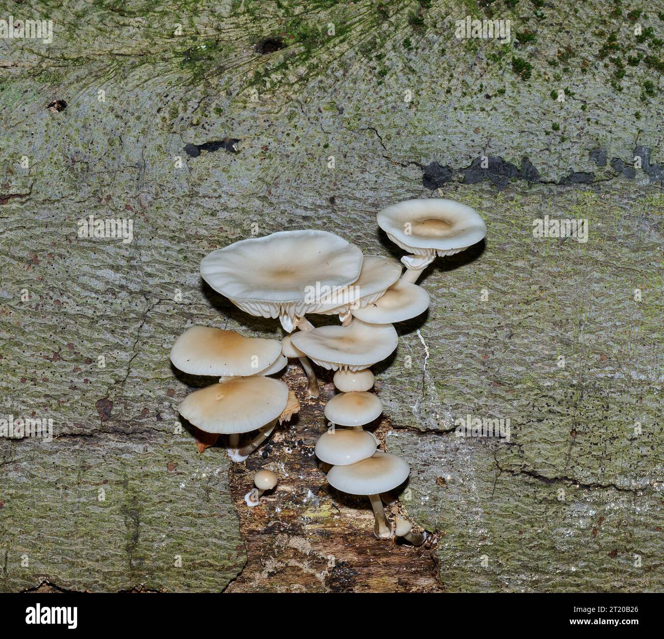 Mucidula mucida hi-res stock photography and images - Alamy