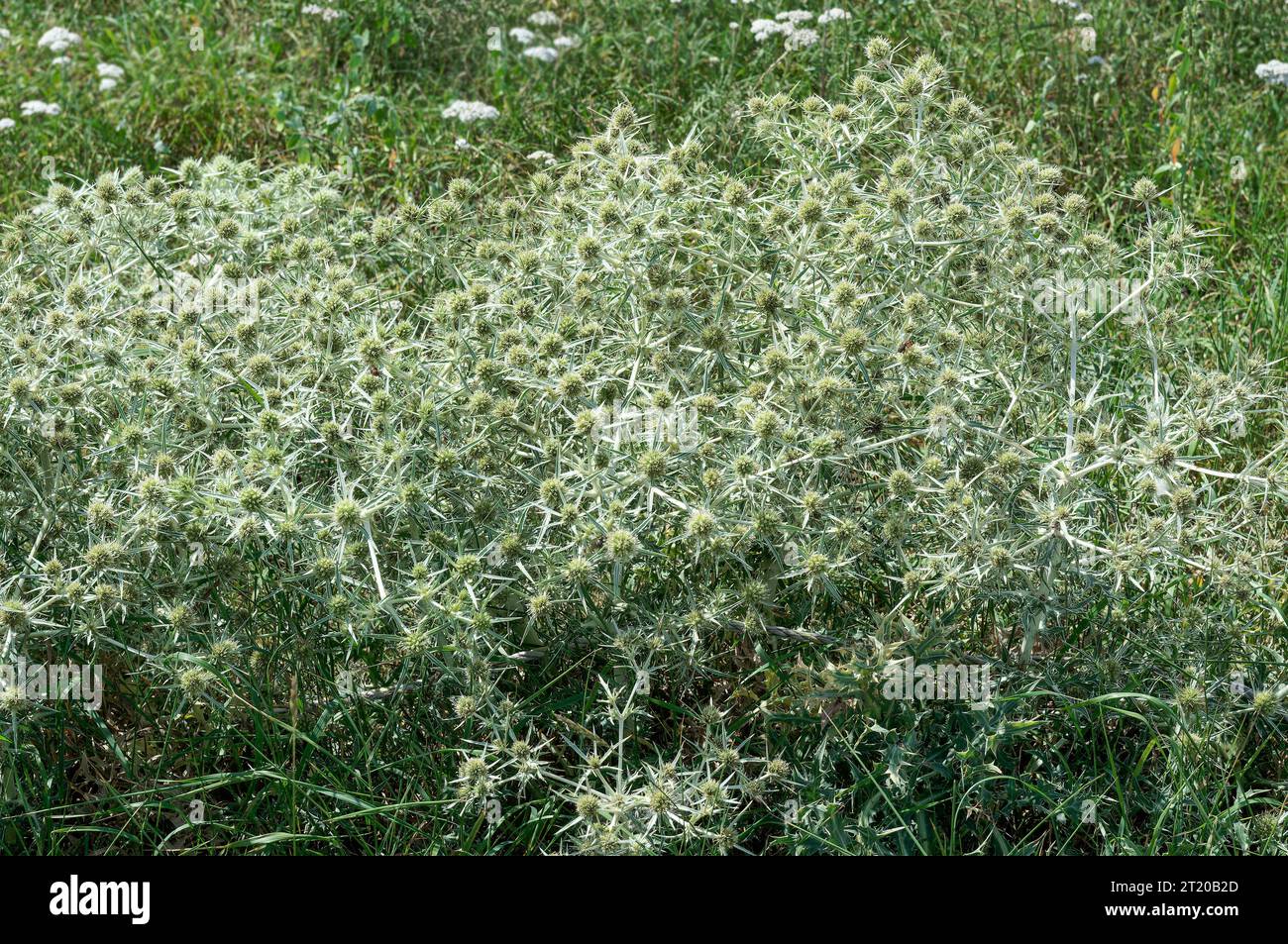 Field Eryngo --Eryngium campestre-- in Rhineland, Germany Stock Photo ...