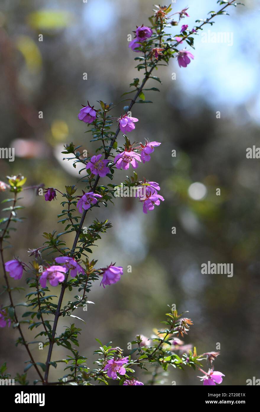 Pink flowers of the Australian native River Rose, Bauera rubioides ...