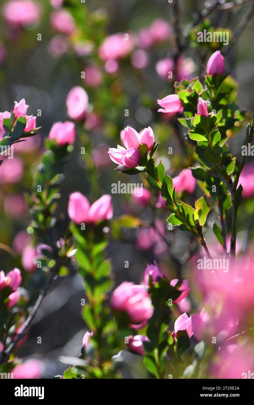 Boronia plant flowers hi-res stock photography and images - Alamy