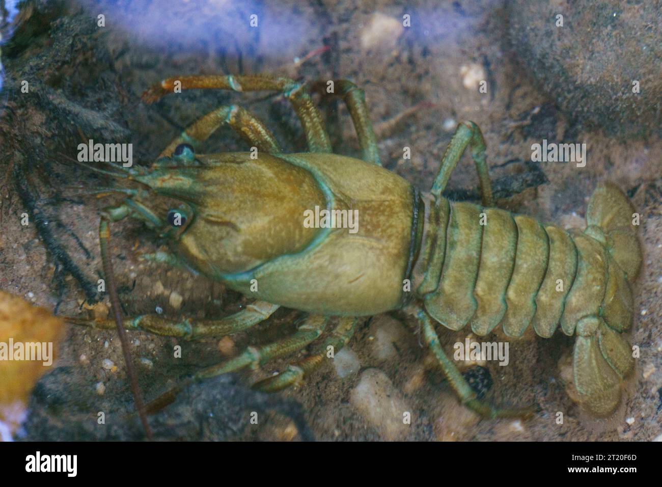 One large river crayfish und the water surface in the river Duraton ...