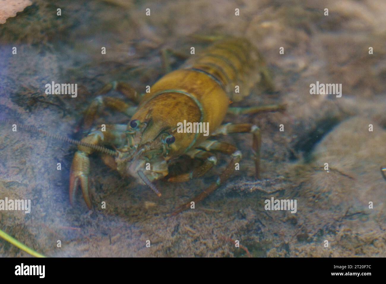 One large river crayfish und the water surface in the river Duraton ...