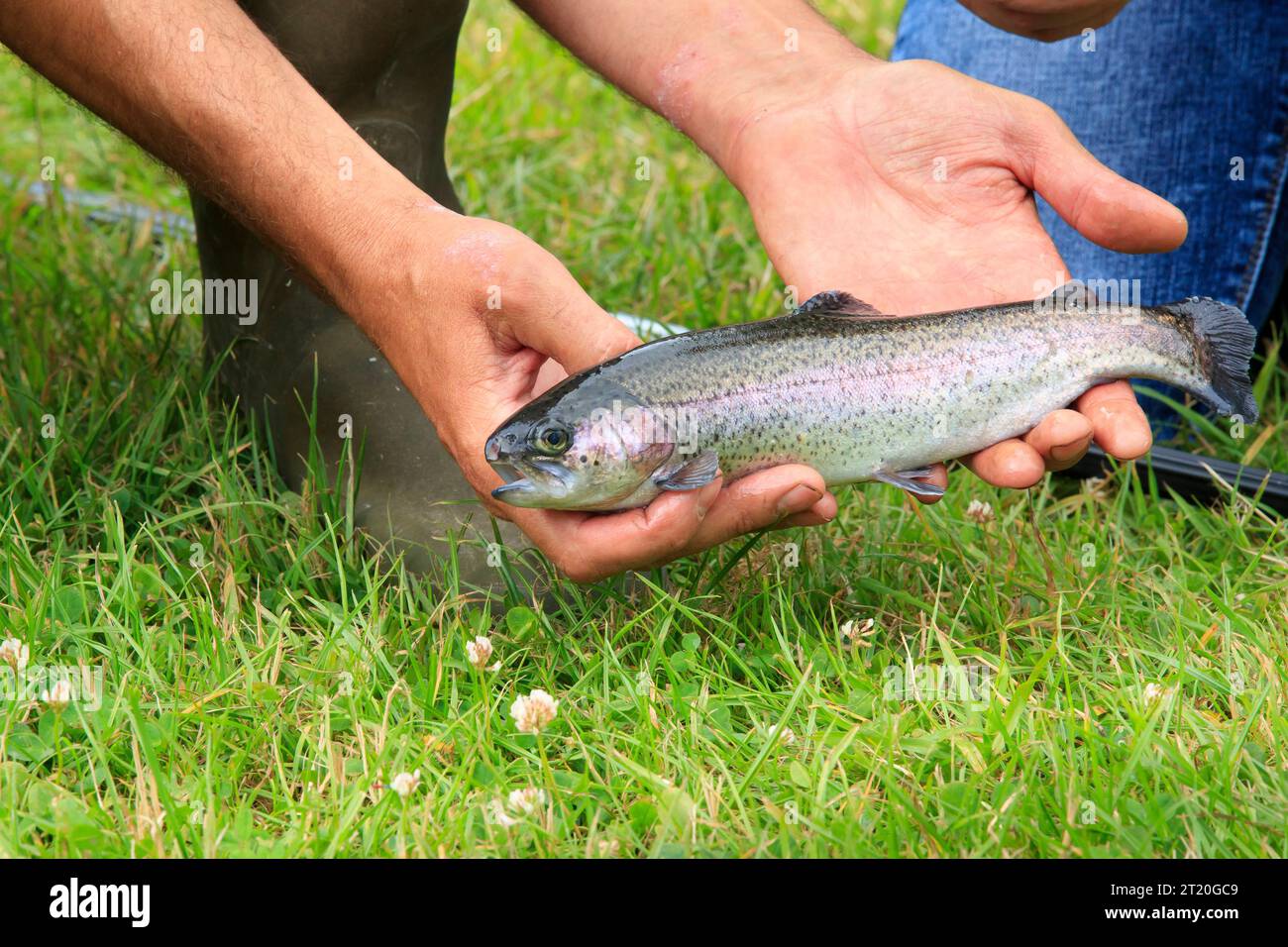 Trout fishing, fly fishing in a river. Fisherman, angler holding a ...