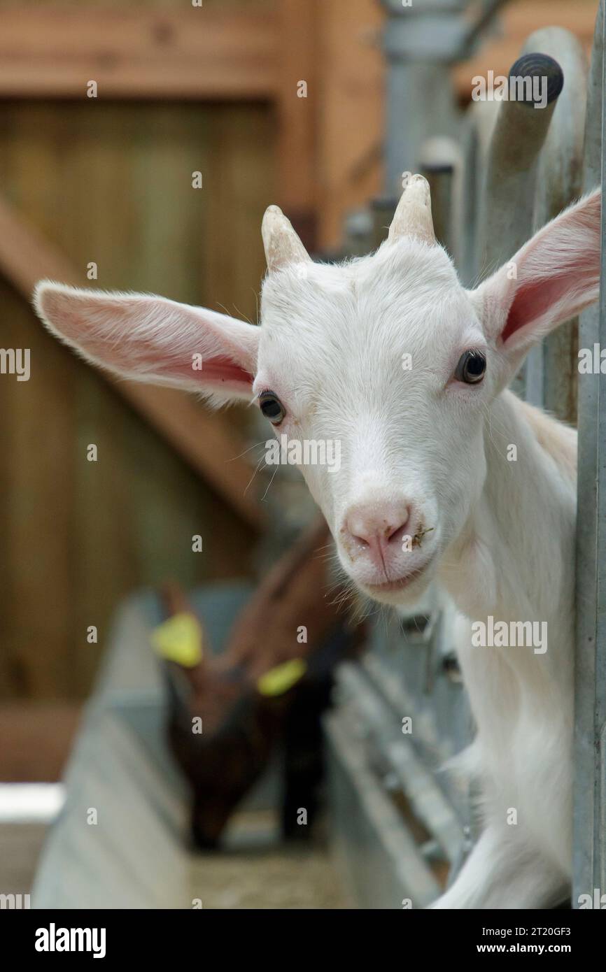 Goat farming at the goat farm La Planquette in Fressin (northern France ...