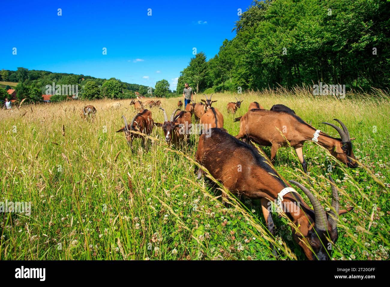 Goat farming at the goat farm La Planquette in Fressin (northern France ...