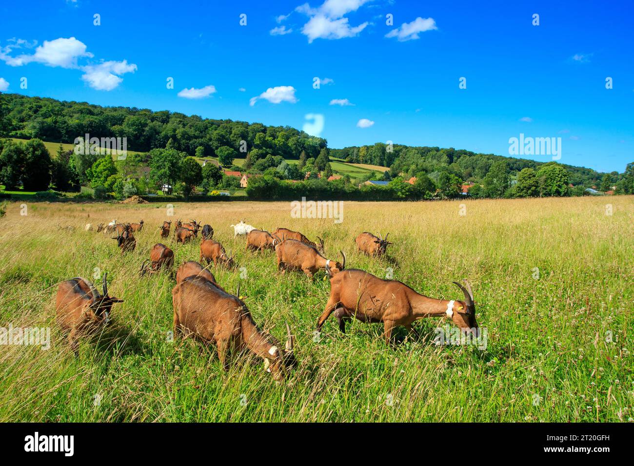 Goat farming at the goat farm La Planquette in Fressin (northern France ...