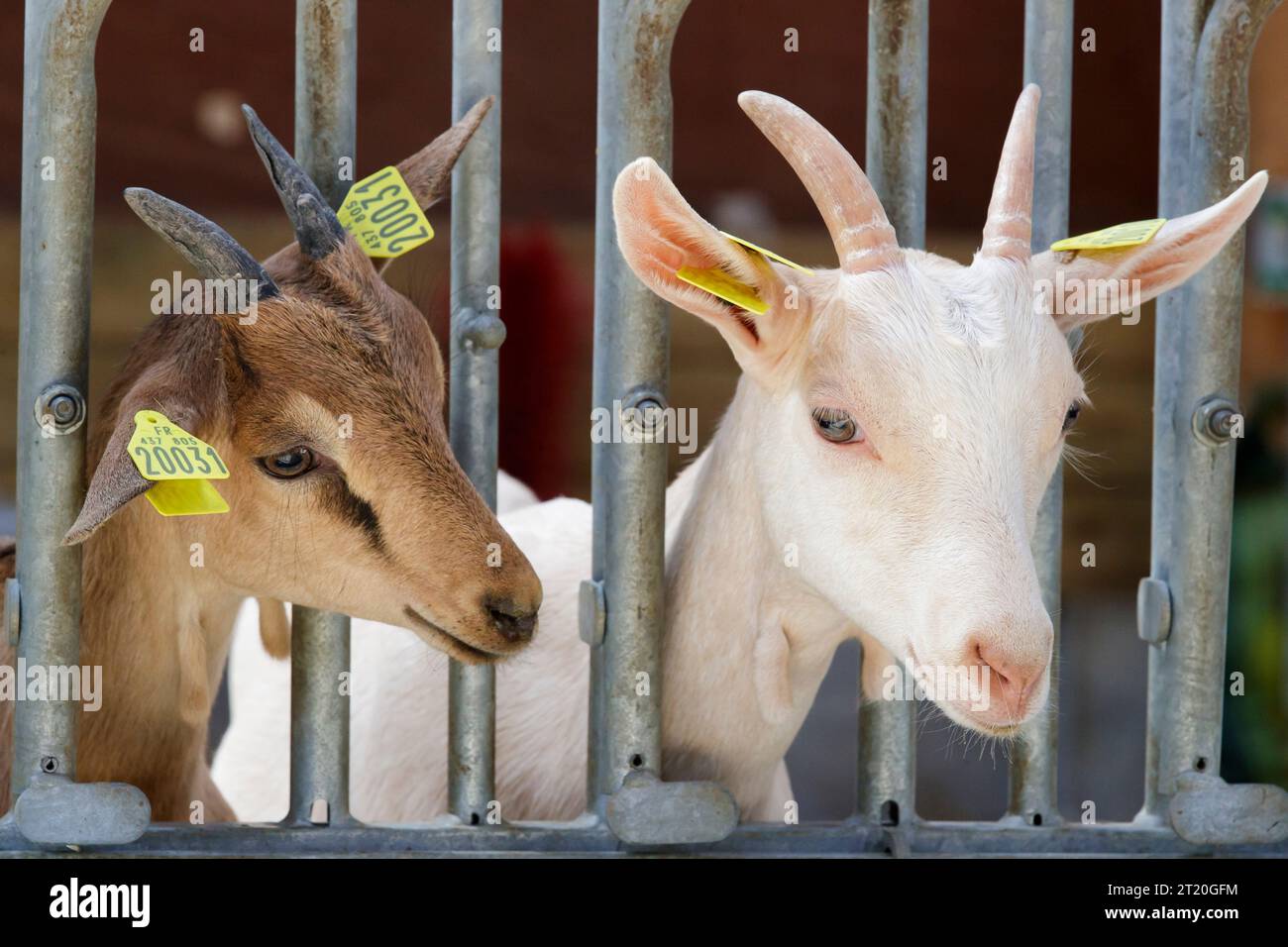 Goat farming at the goat farm La Planquette in Fressin (northern France ...