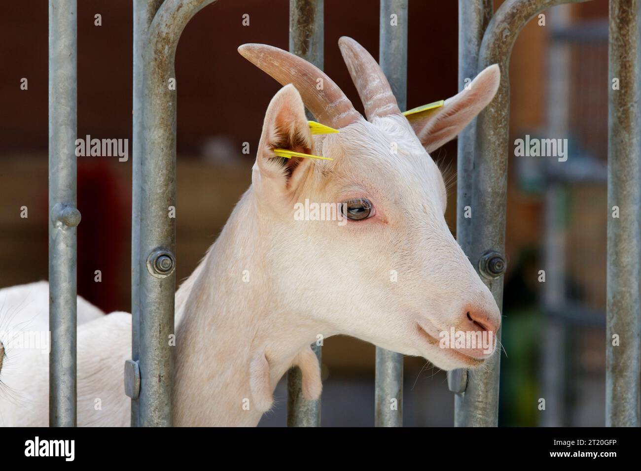 Goat farming at the goat farm La Planquette in Fressin (northern France ...