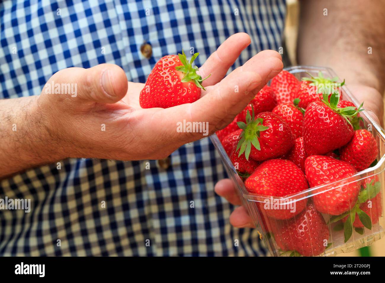 Landless strawberry production in Coupelle-Vieille (northern France ...