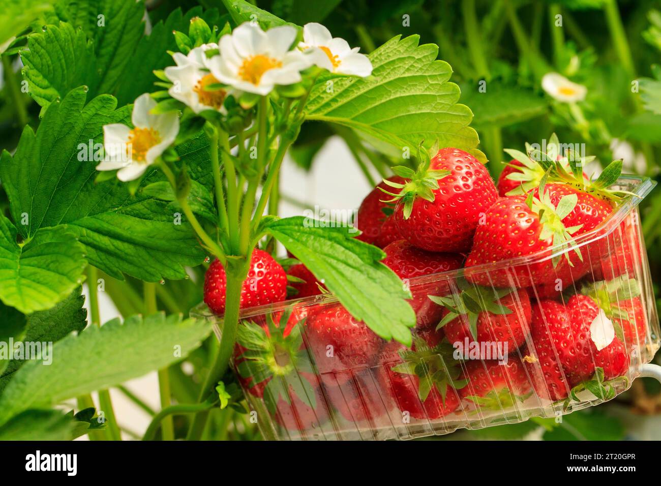 Landless strawberry production in Coupelle-Vieille (northern France ...