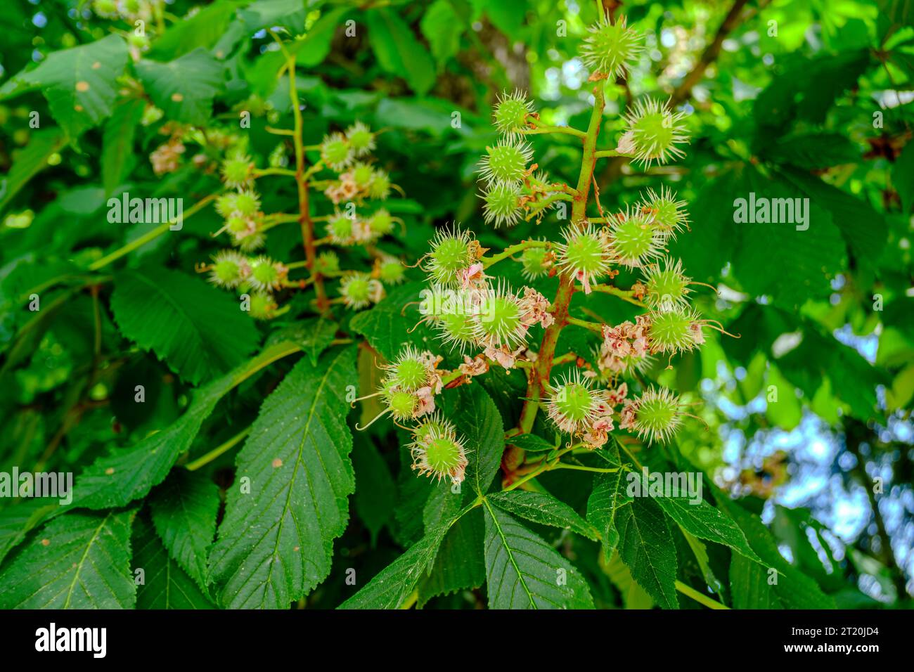 A cluster of small, still immature chestnuts, whose outer shape ...