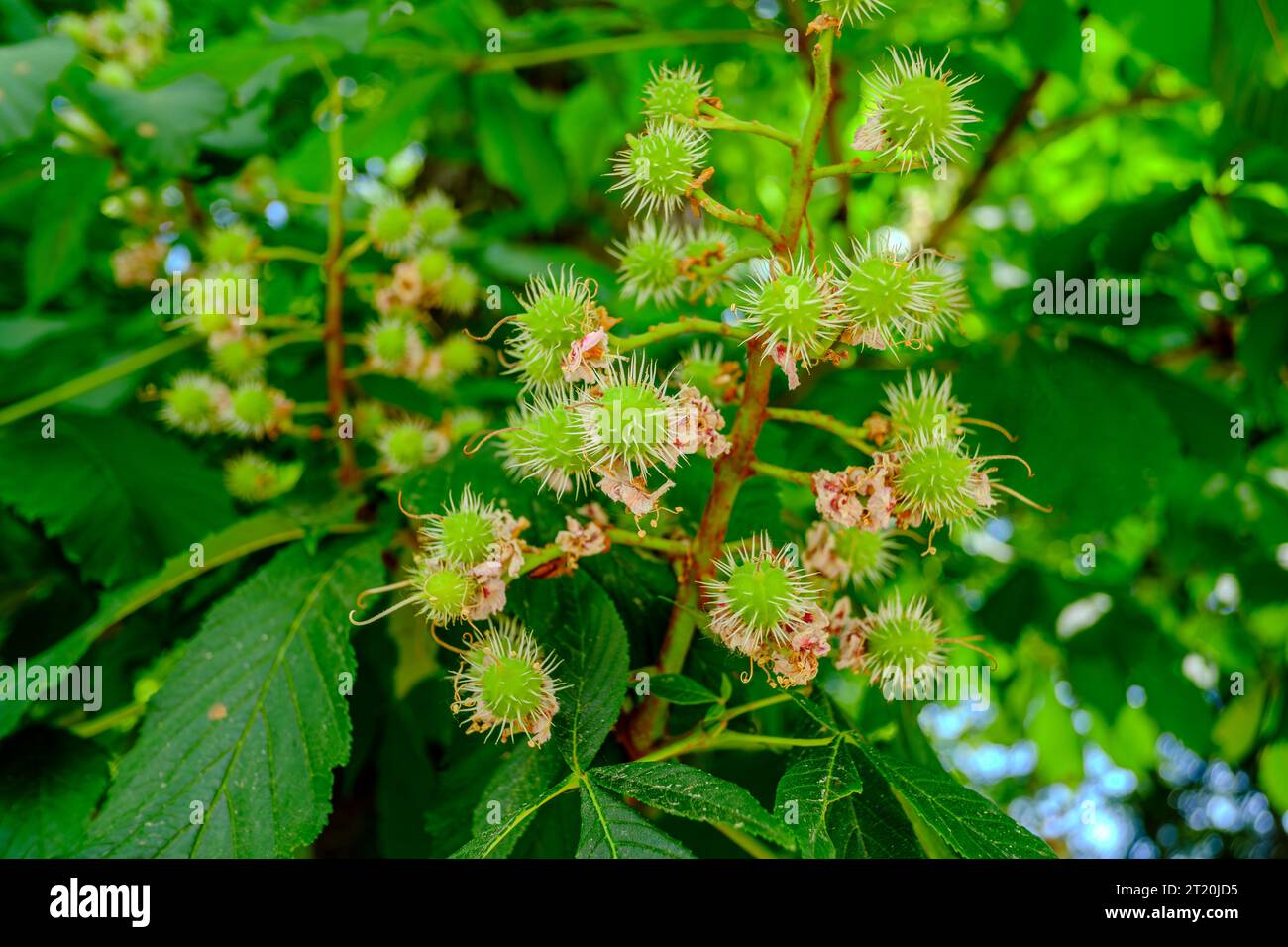 A cluster of small, still immature chestnuts, whose outer shape ...