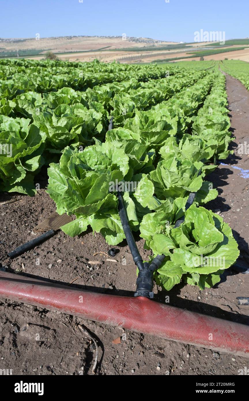Israel, agriculture ISRAEL, Jabneel or Jawneel or Javneel near Tiberias ...