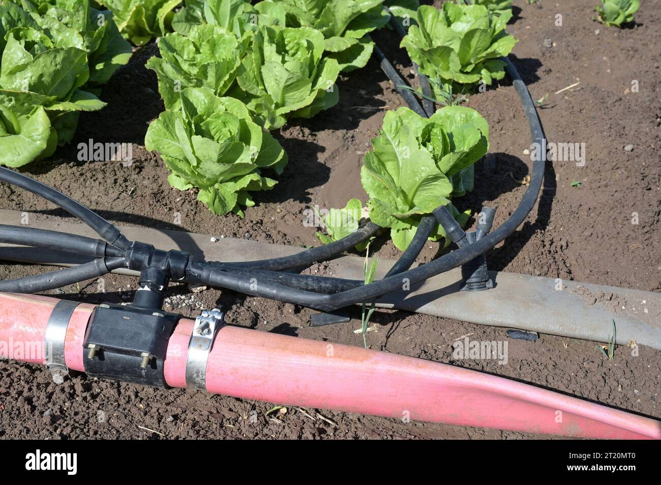 Israel, agriculture ISRAEL, Jabneel or Jawneel or Javneel near Tiberias ...