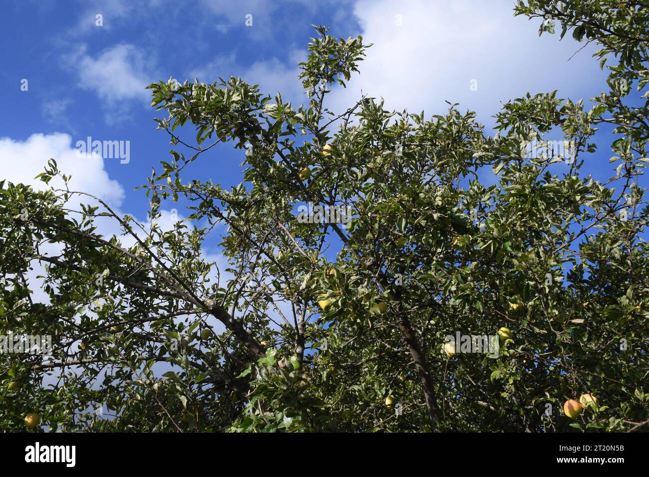 Copenhagen, Denmark /16 October. 2023/. Apple fruit tree in Kastrup ...
