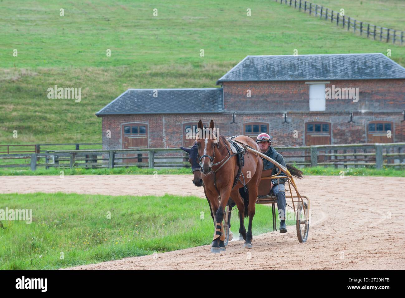 French trotting horses being exercised in Normandy Stock Photo - Alamy