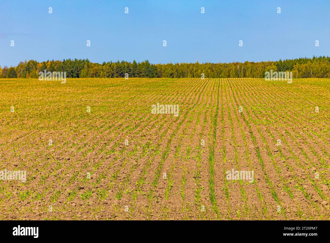 The shoots of autumn crops hi-res stock photography and images - Alamy