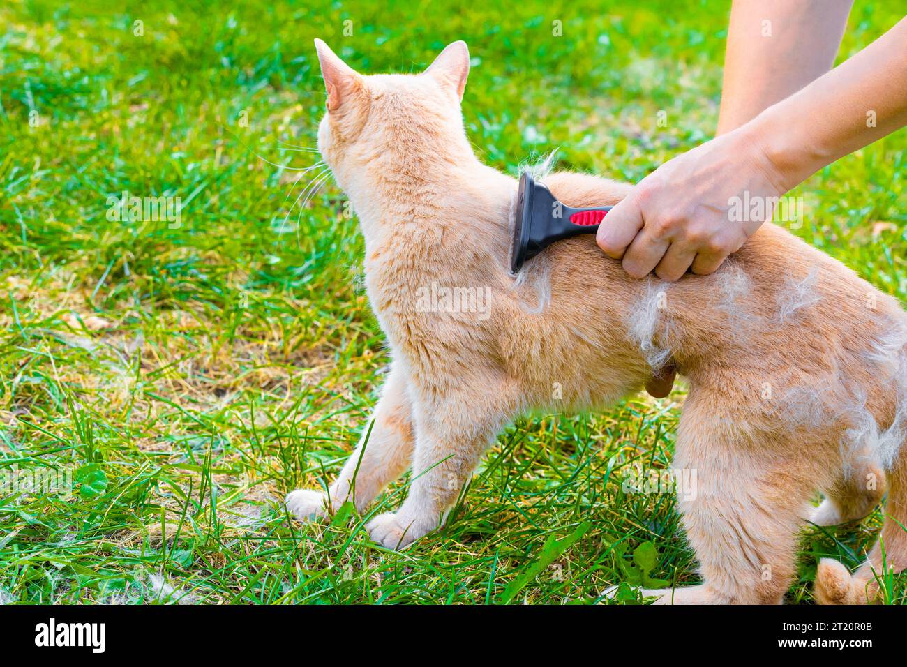 combing the fur of a domestic cat in nature. combing a cat's fur. High ...