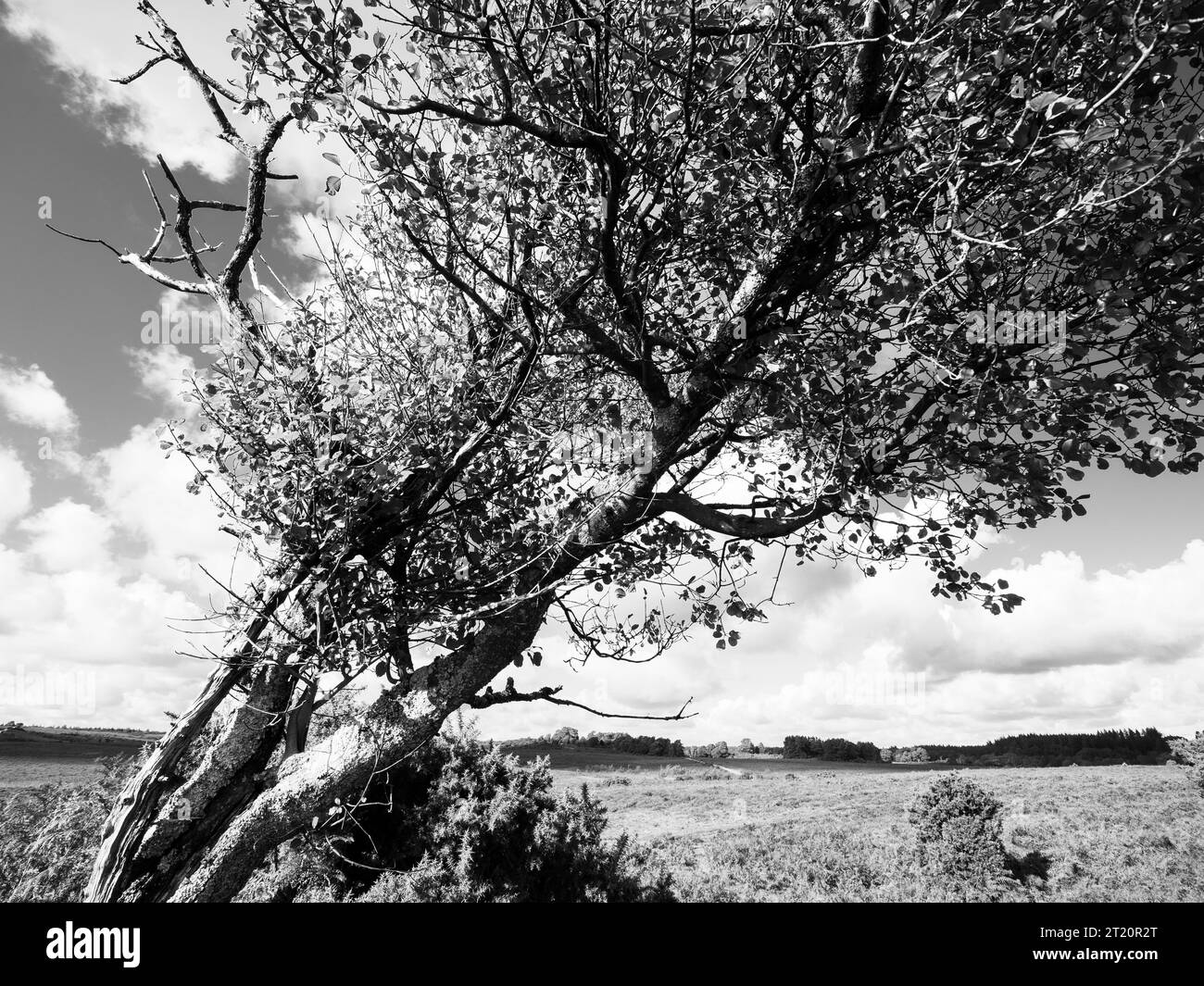 B&W, Lone Tree in Autumn, Heathland Landscape, New Forest National Park ...