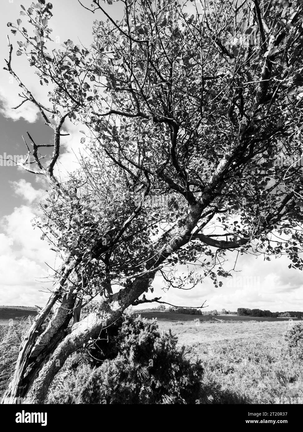 B&W, Lone Tree in Autumn, Heathland Landscape, New Forest National Park ...