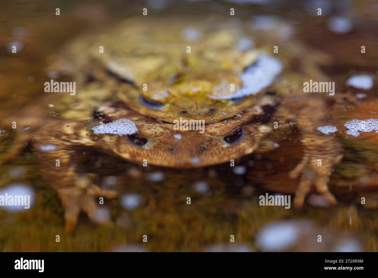 A male toad on top of a female toad SPAIN COMEDIC images show how these ...