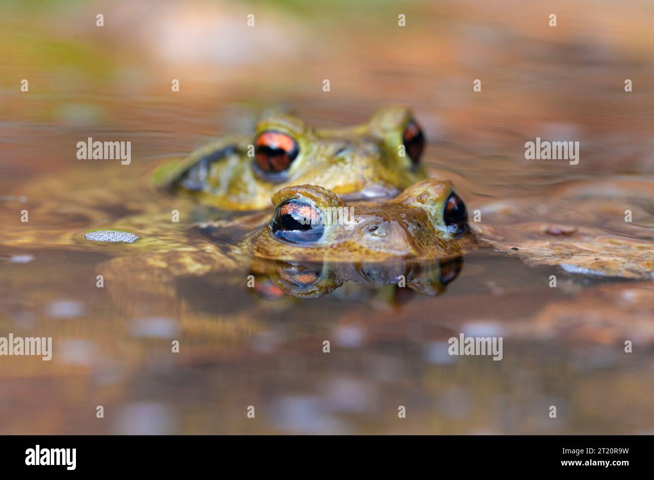 Male and female toad during mating season SPAIN COMEDIC images show how ...