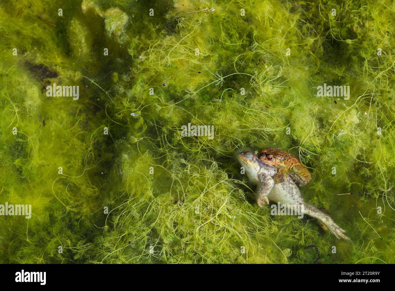 Make toad hugging a dead female toad in a pond SPAIN COMEDIC images ...