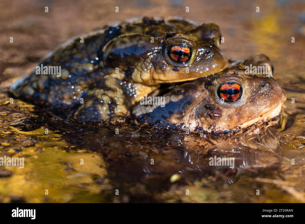 Toads in love SPAIN COMEDIC images show how these amorous critters are ...