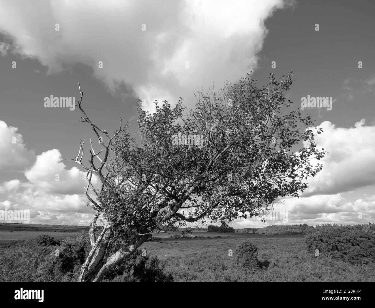 B&W, Lone Tree in Autumn, Heathland Landscape, New Forest National Park ...