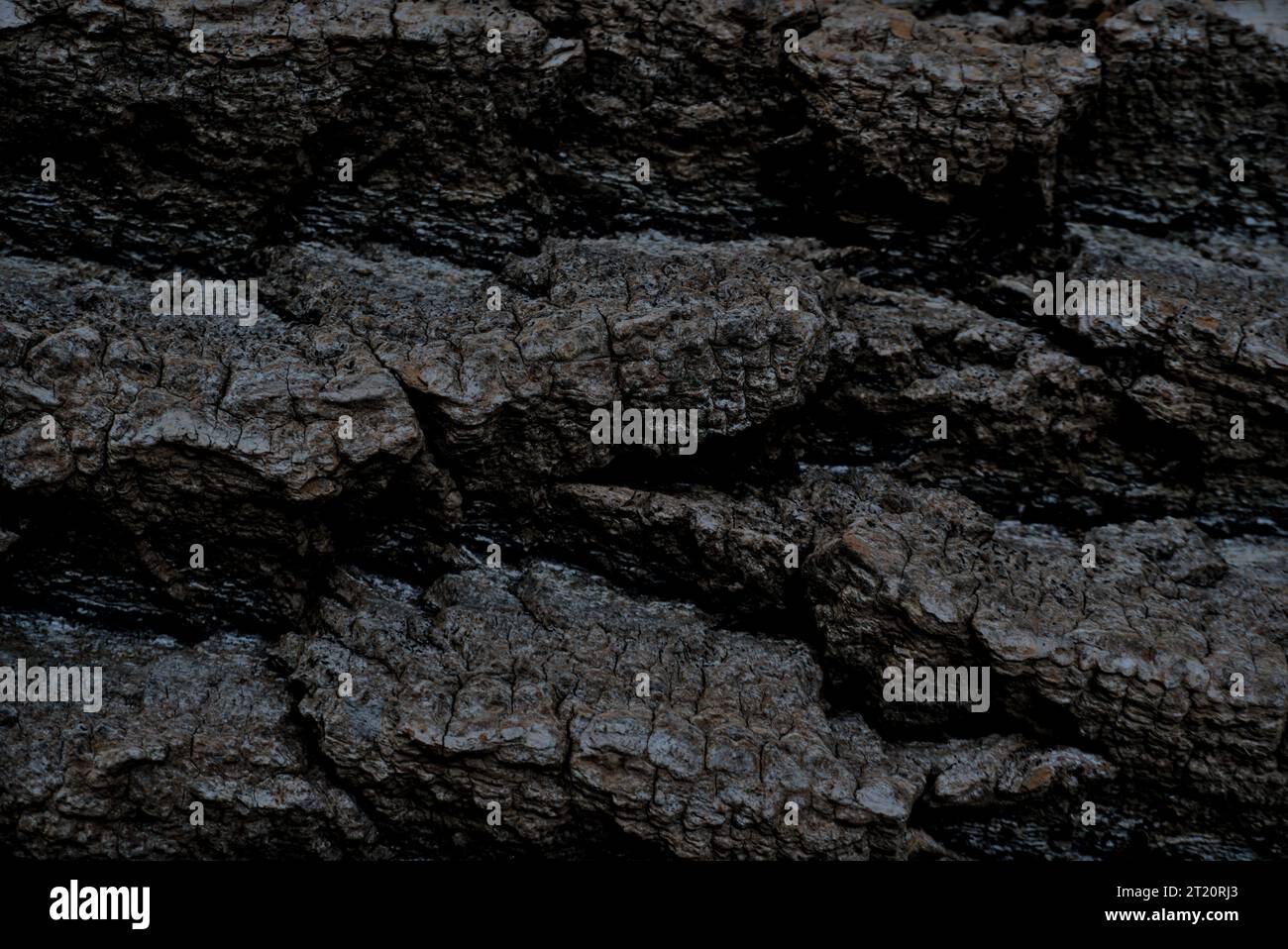 tree bark dark brown close up shot, great texture or background Stock ...
