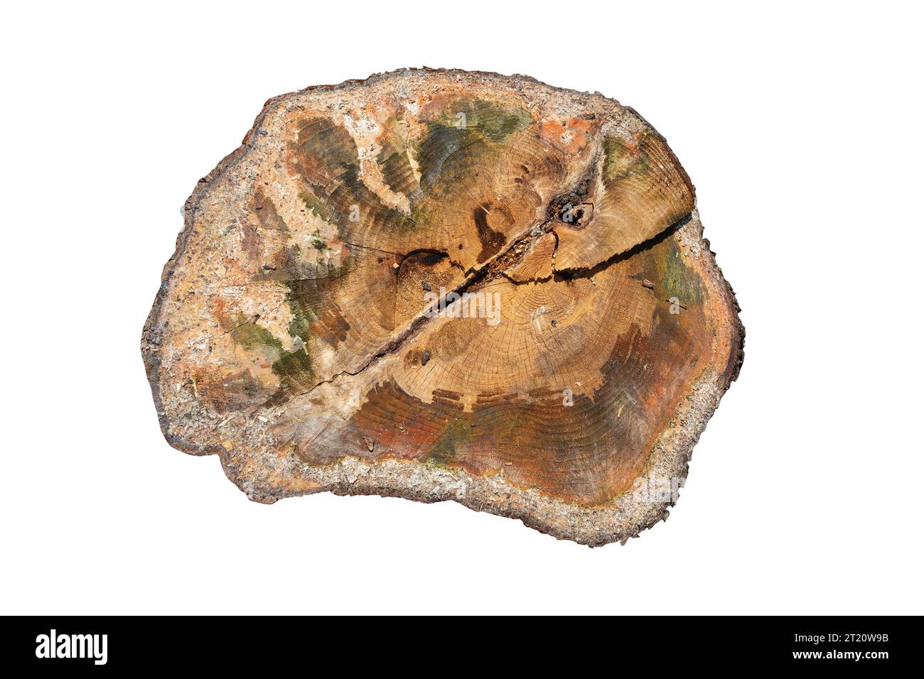 Texture cut spruce wood Cut Out Stock Images & Pictures - Alamy