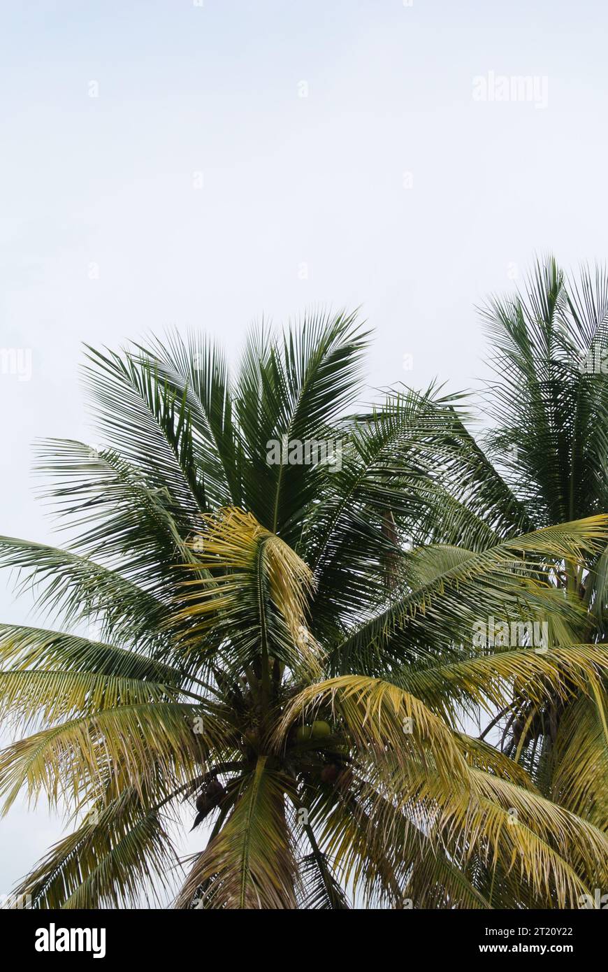 The views of portrait coconut trees with clear sky on background in the ...