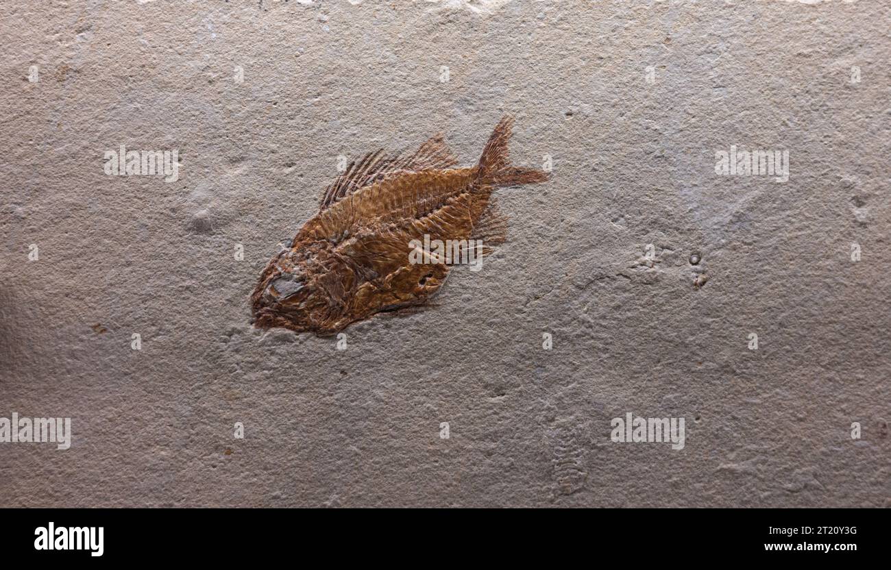 an very ancient fish fossil Stock Photo - Alamy