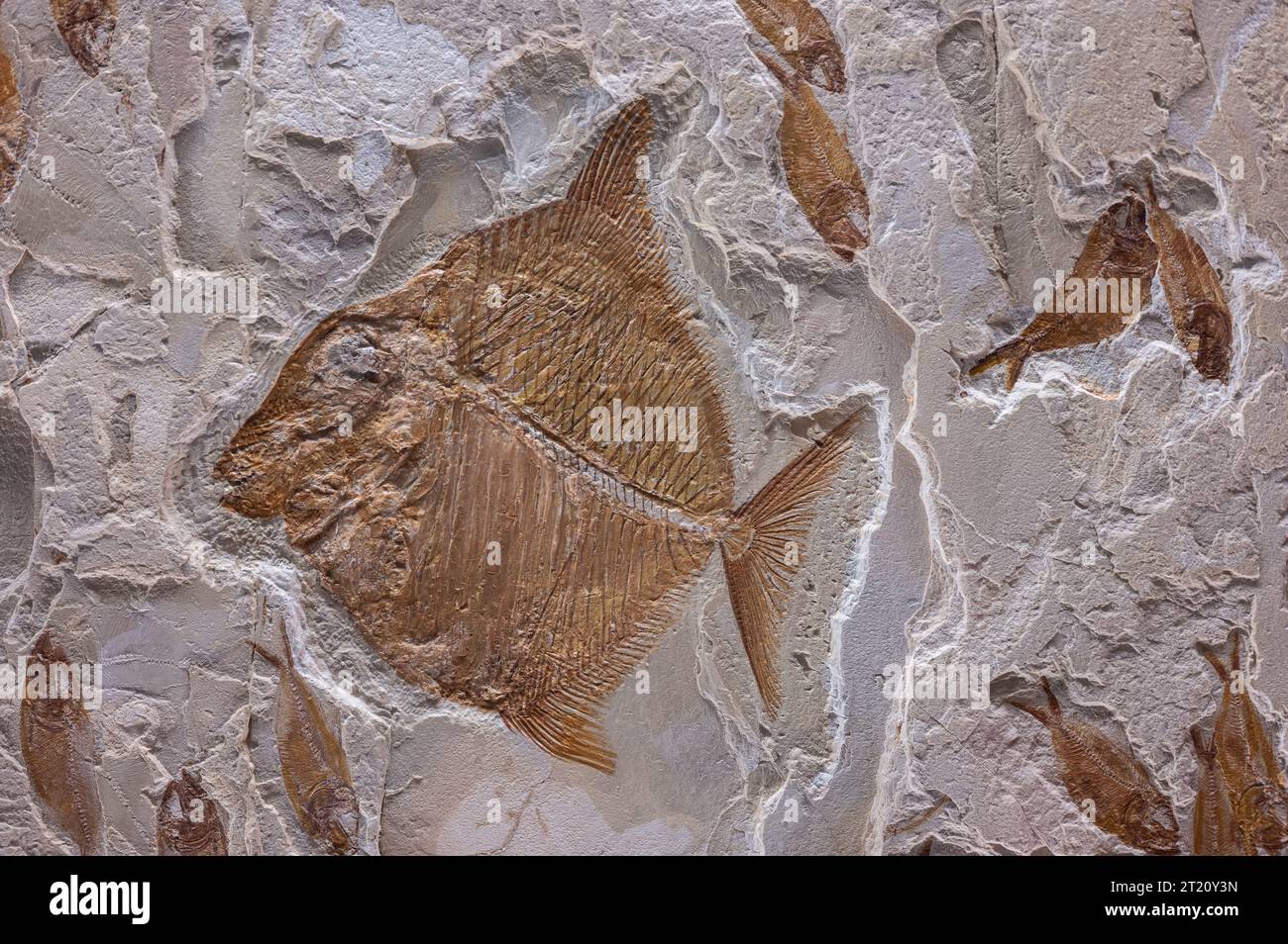 an very ancient fish fossil Stock Photo - Alamy