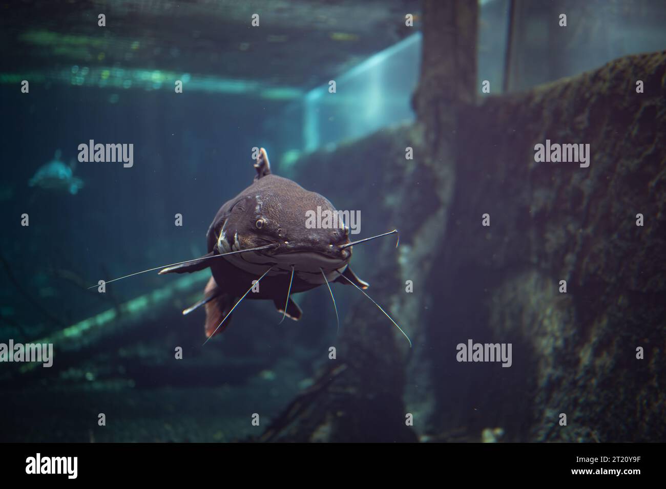 Phractocephalus hemioliopterus of the family Pimelodidae in the order ...