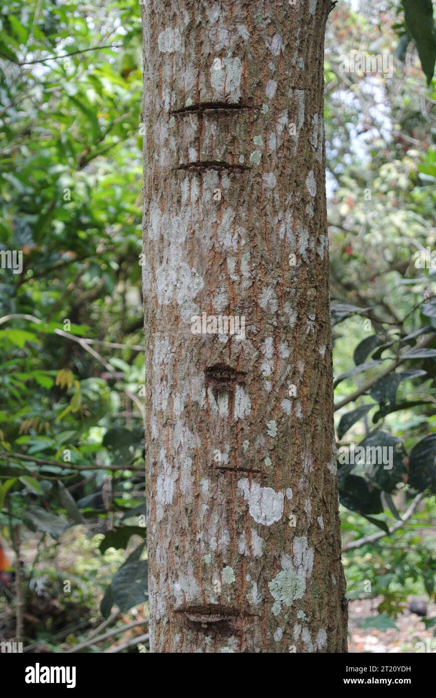 Tree trunk texture hi-res stock photography and images - Alamy