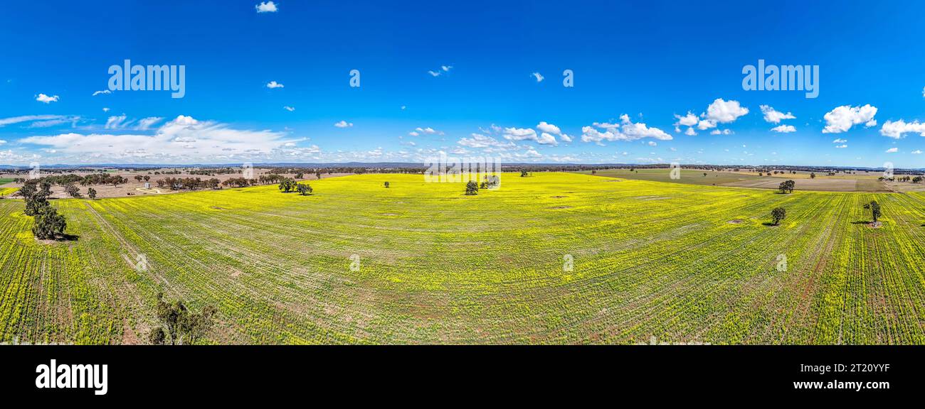 An aerial view of a lush green meadow with trees scattered throughout ...