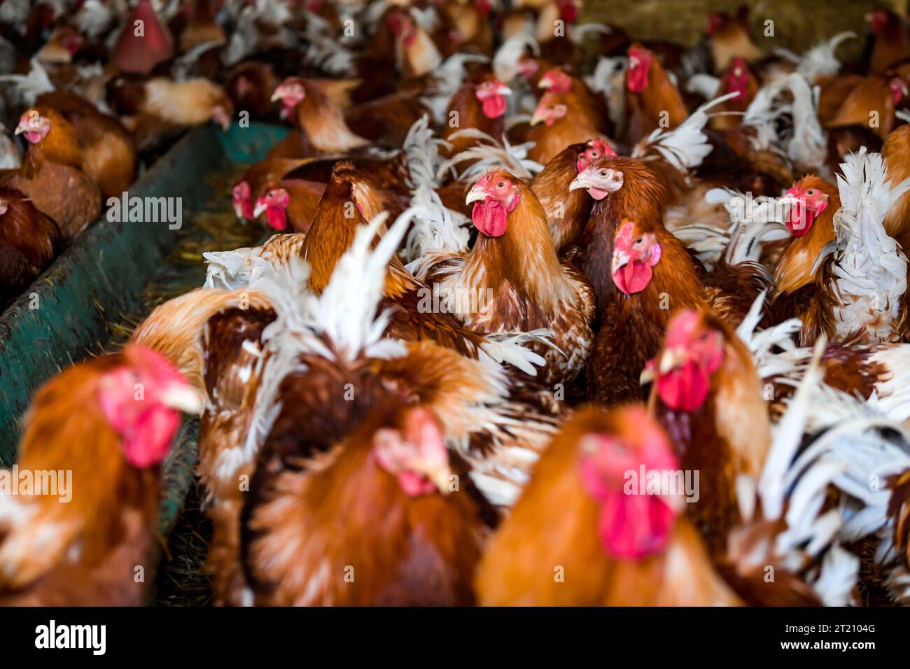 Poultry farming hi-res stock photography and images - Alamy