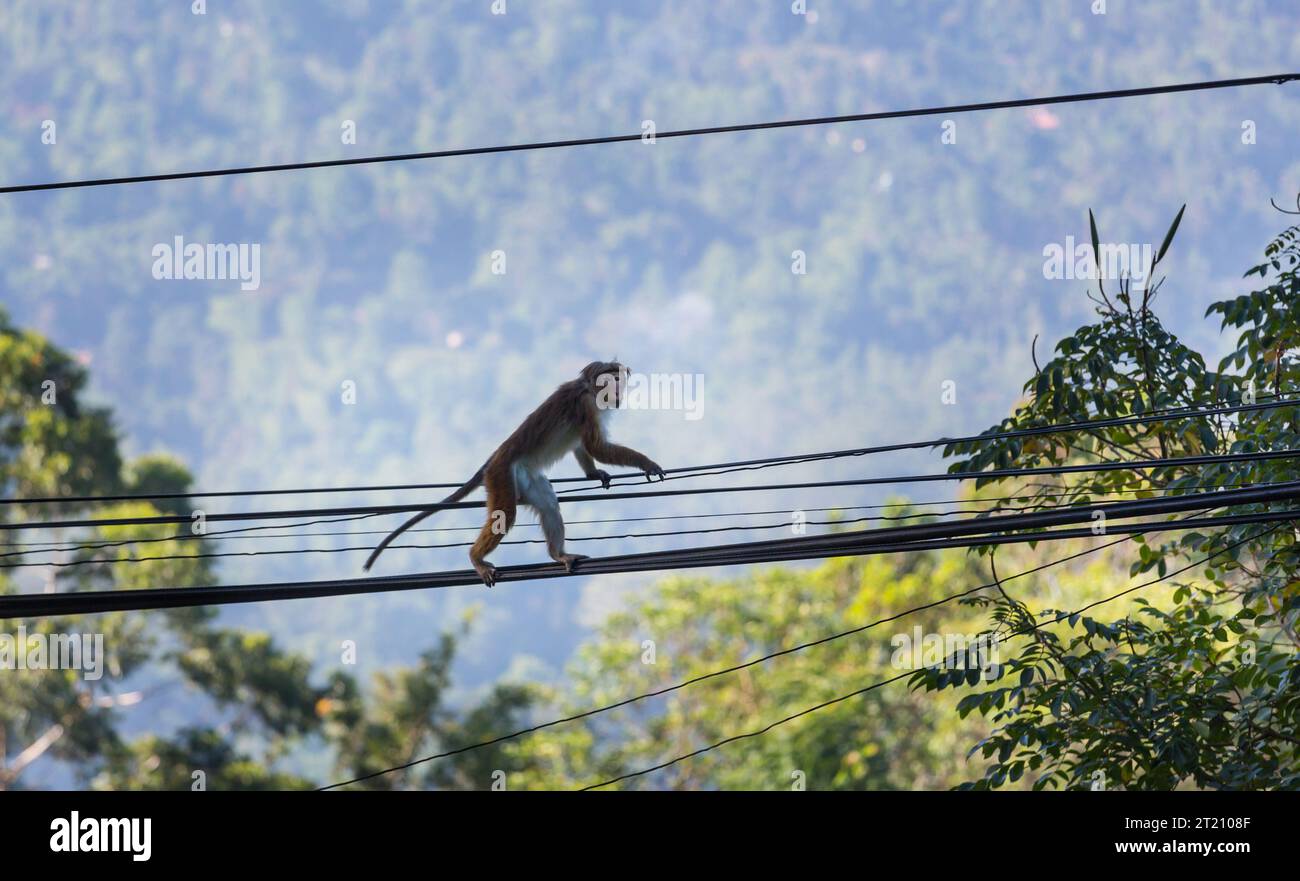 Monkeys walking on wires in Sri Lanka Stock Photo - Alamy