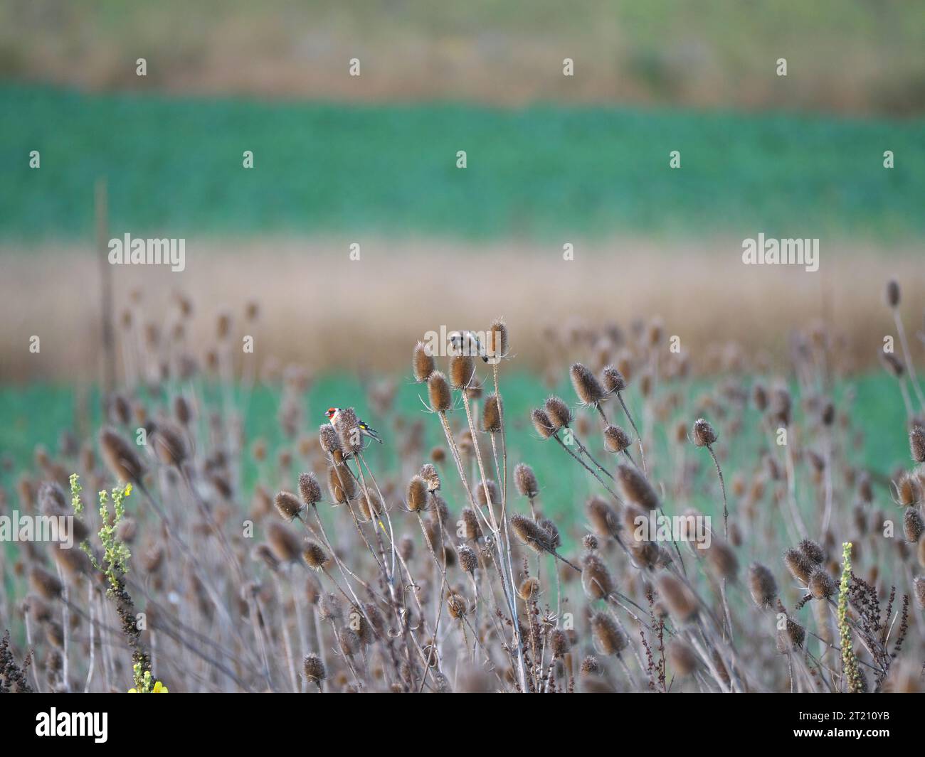 Goldfinches thistle hi-res stock photography and images - Alamy