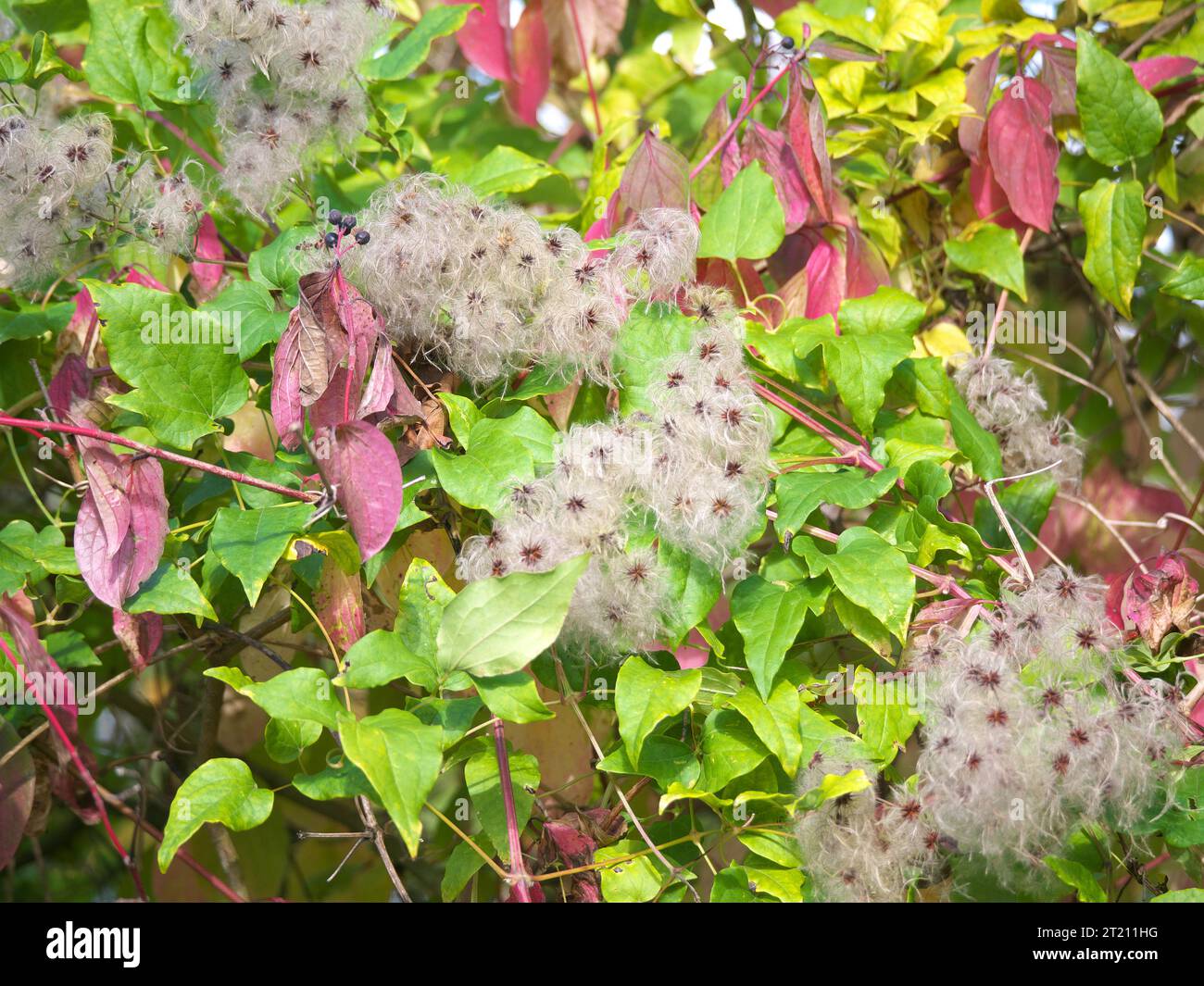 The hairy fruits of the native woodland vine Clematis vitalba in autumn ...