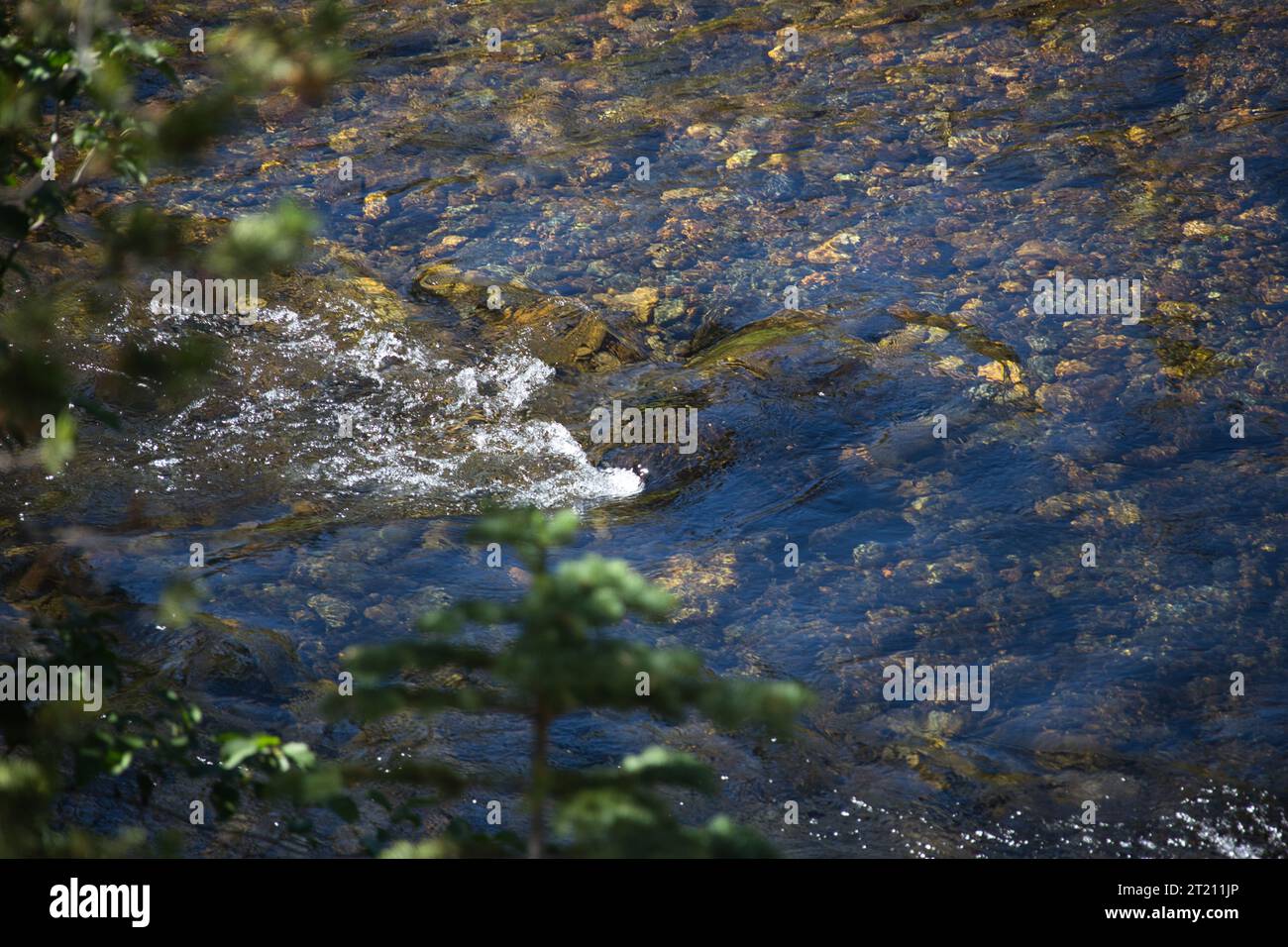 A close-up image of a small white object floating in a crystal clear ...