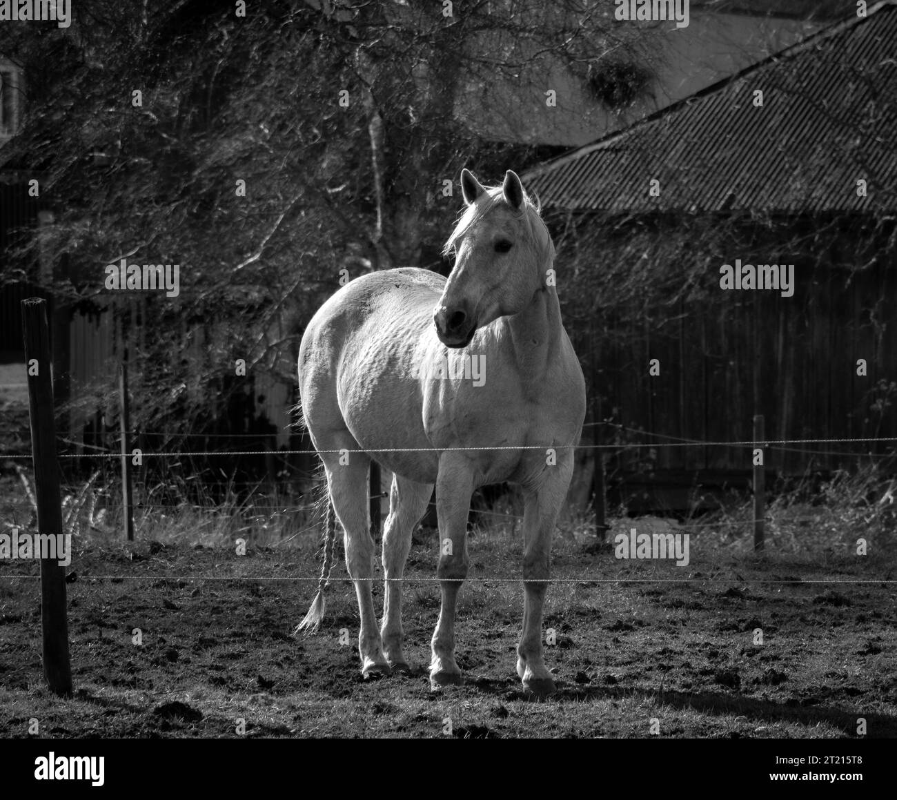 Open grassy paddock hi-res stock photography and images - Alamy