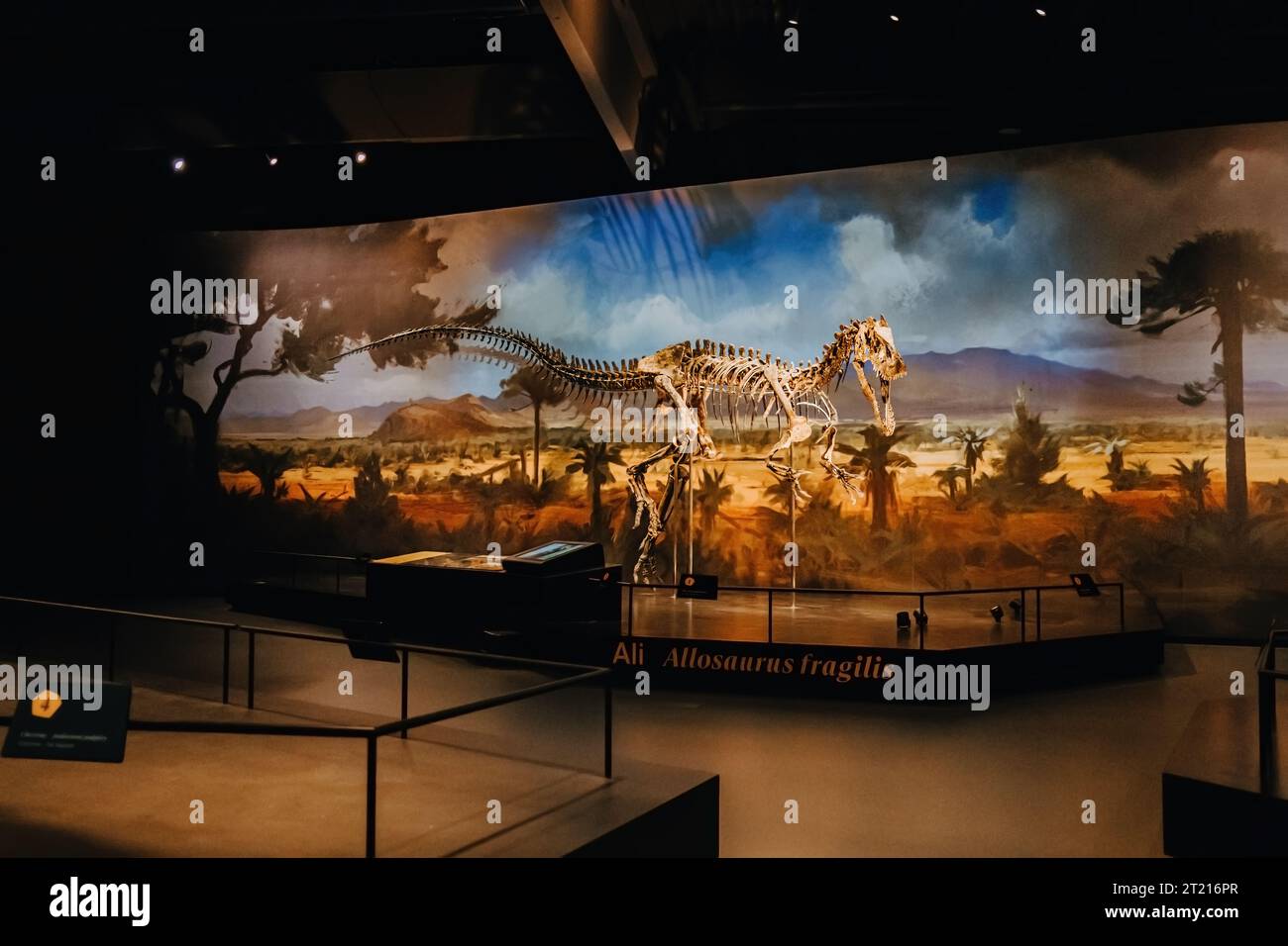 October 2023 - Prague, Czechia. Allosaurus skeleton model in Dinosaur ...