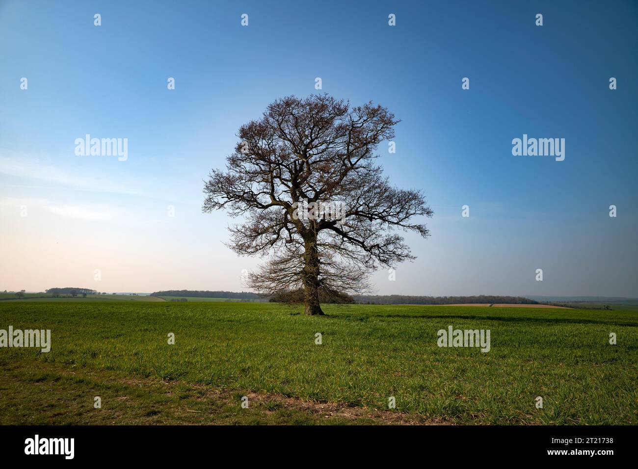 Oak Tree photographed throughout 2002 and the beginning of 2023 The Oak ...