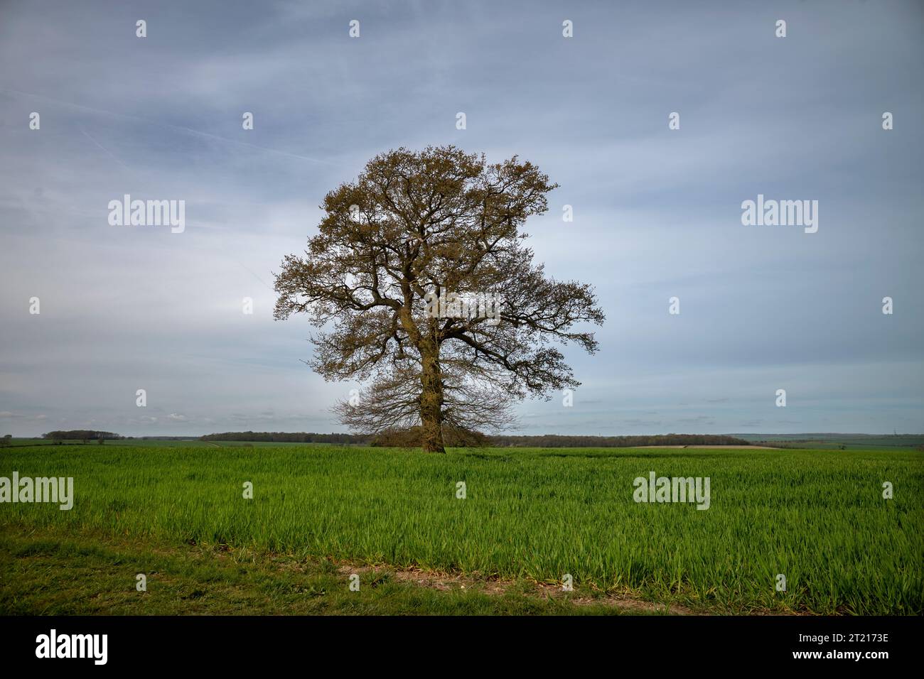 Oak Tree photographed throughout 2002 and the beginning of 2023 The Oak ...
