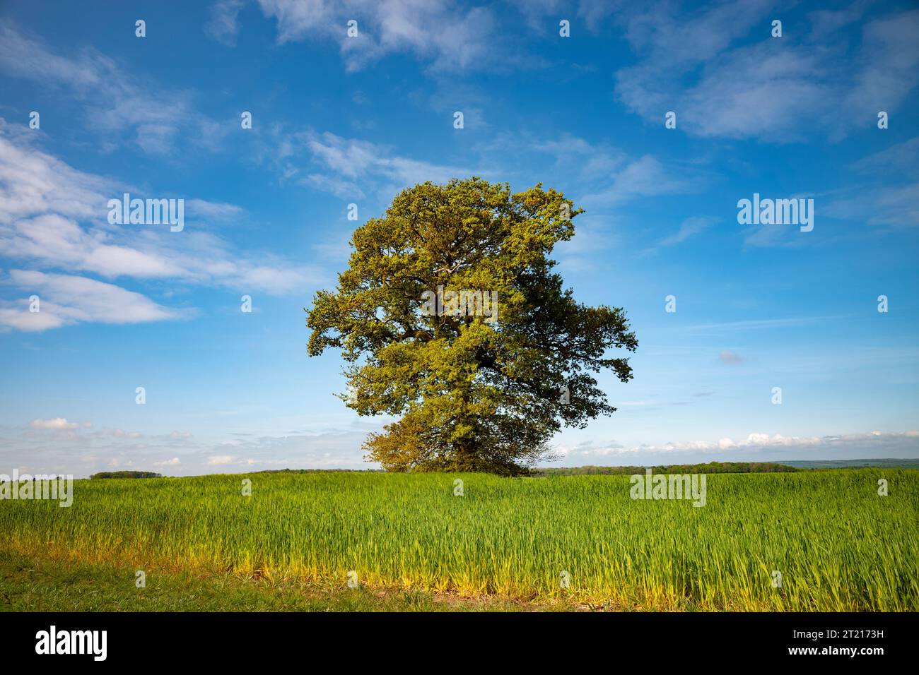 Oak Tree photographed throughout 2002 and the beginning of 2023 The Oak ...